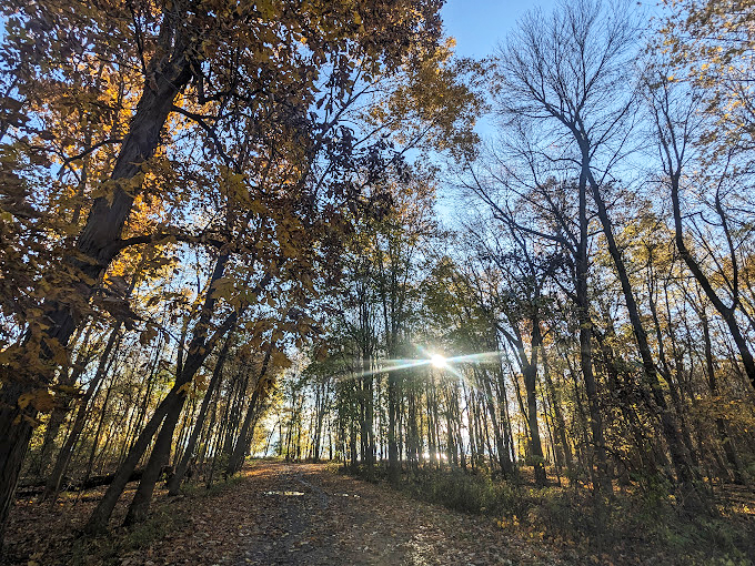 Sunbeams play hide-and-seek through the canopy, creating nature's own light show.