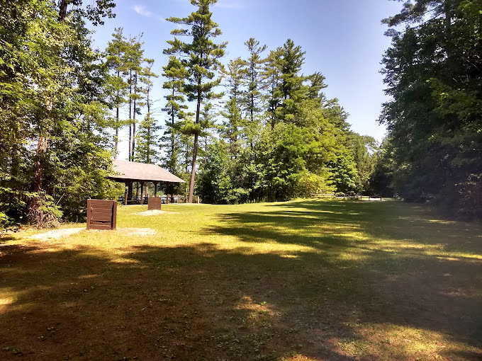 Sunlight dapples through towering pines, creating nature's own spotlight on this peaceful pavilion.