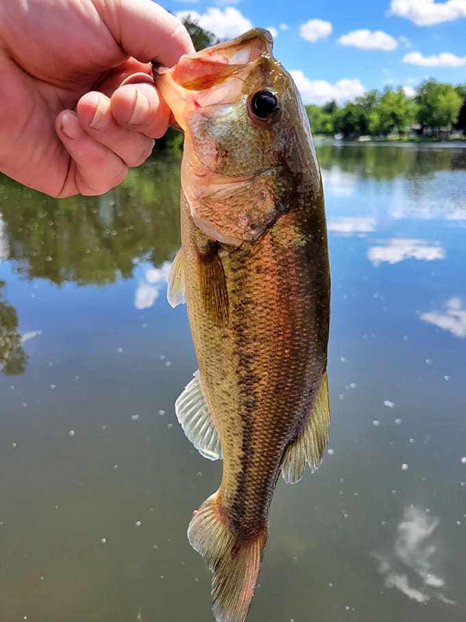 This largemouth bass represents the fishing dreams that keep anglers coming back, even when the fish aren't cooperating.