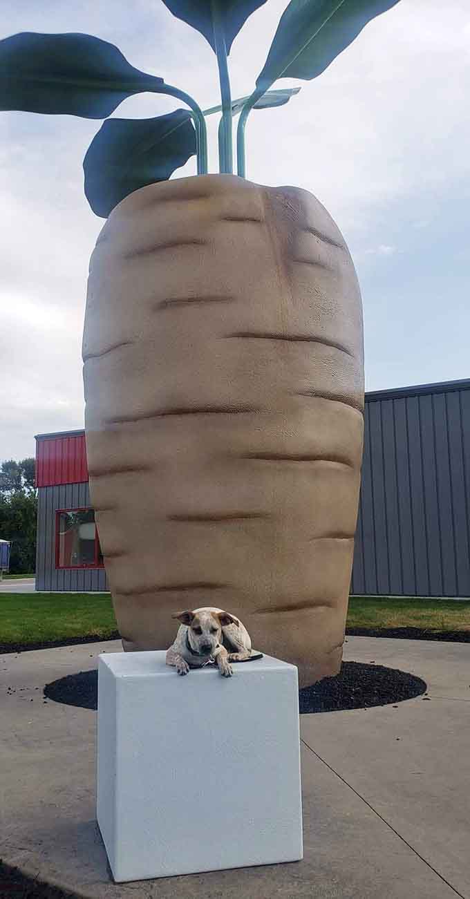 This relaxed pup has found the perfect spot to lounge at the base of the world's largest sugar beet, living its best life in a town that celebrates agriculture with style.