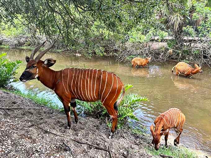 Bongo antelopes demonstrate nature's fashion sense with those striking stripes. It's like they're wearing custom-tailored suits for a day at the water hole.