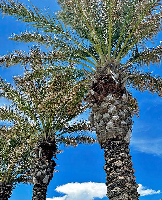 Palm trees stand sentinel against brilliant blue skies &ndash; Florida's version of natural air conditioning.