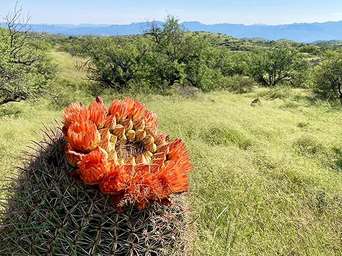 Nature's fireworks display! A barrel cactus crowned with vibrant orange blooms proves the desert is anything but colorless.
