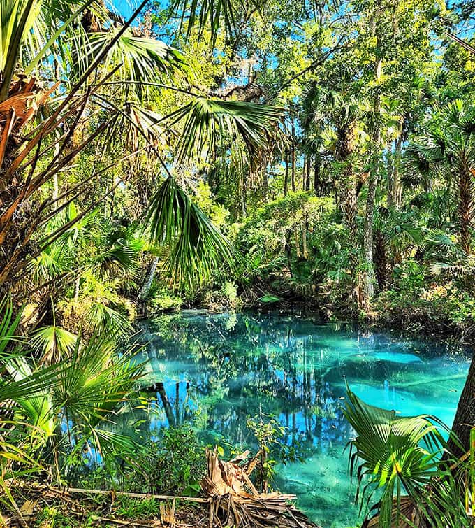 Secret garden vibes: This forested spring looks like something from a fantasy novel, minus the magical creatures (that we can see).