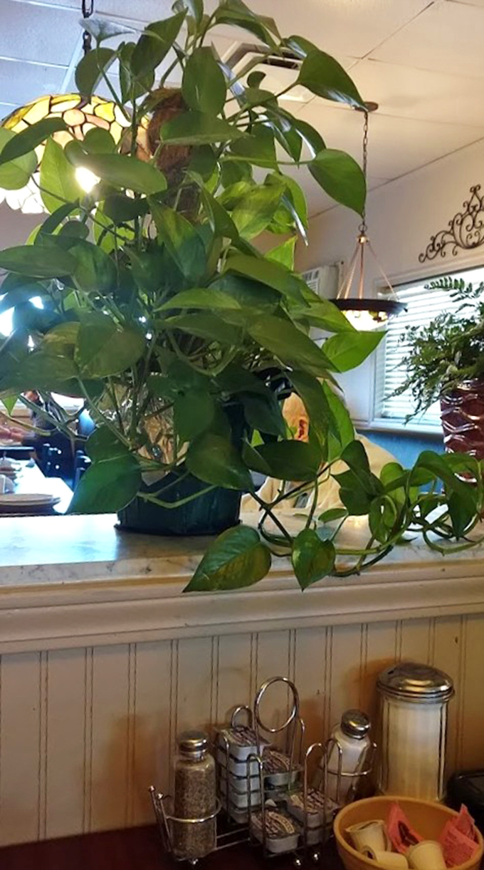 Green with envy? Todd's lush indoor plants add a touch of nature to your dining experience. No need to water between bites!