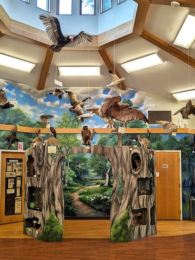 The nature center's dramatic bird display brings the forest canopy indoors, letting visitors appreciate flight patterns without neck strain.