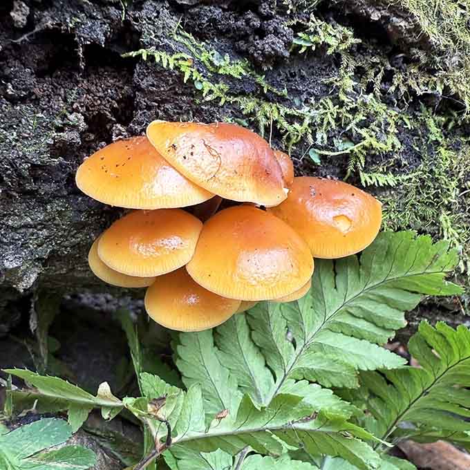 These vibrant orange mushrooms prove that nature's most fascinating details often appear in the smallest packages along the trail.