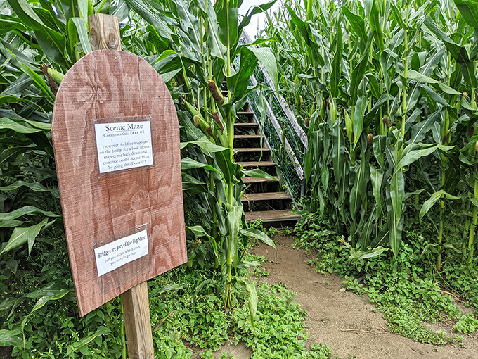 Wooden stairs lead upward to one of the maze's observation bridges, offering a brief respite from confusion and momentary illusion of knowing where you're headed.