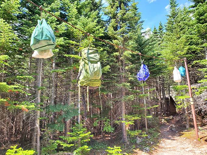 Bear bags in waiting: Food storage sacks hang ready for campers, keeping midnight snacks safe from curious woodland residents.