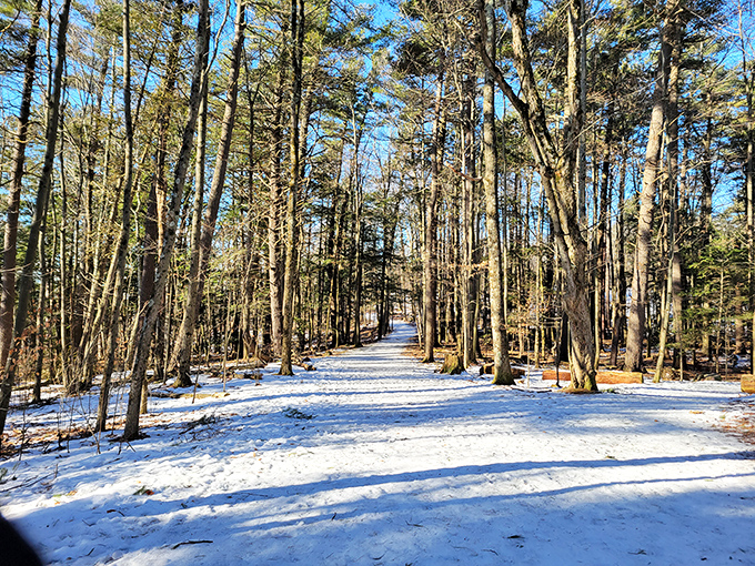 Winter transforms familiar trails into a hushed wonderland where each footstep leaves its mark on the pristine snow.
