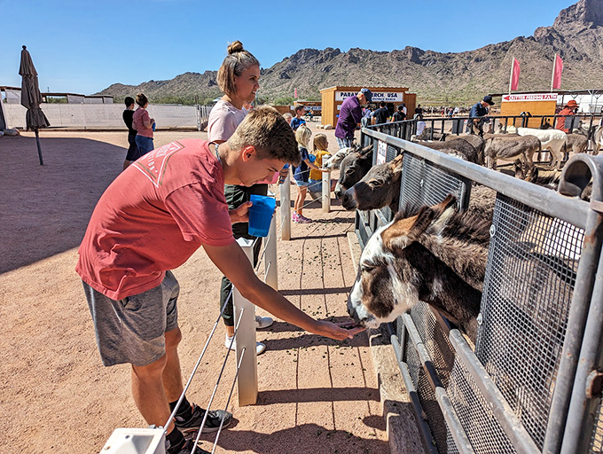 It's a donkey meet-and-greet! These fuzzy greeters are masters of the long-eared lean, always ready for a chin scratch and a giggle.