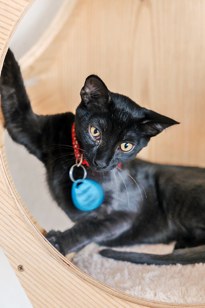 This sleek black cat with mesmerizing eyes and a bright collar seems to be saying, "Yes, I know I'm gorgeous. Treats, please?"