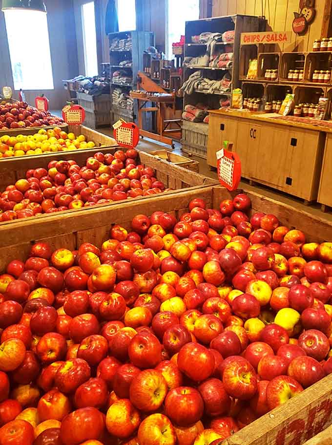 Wooden crates overflow with apples in every shade of red and gold &ndash; each one representing a perfect bite of Ohio's autumn bounty.