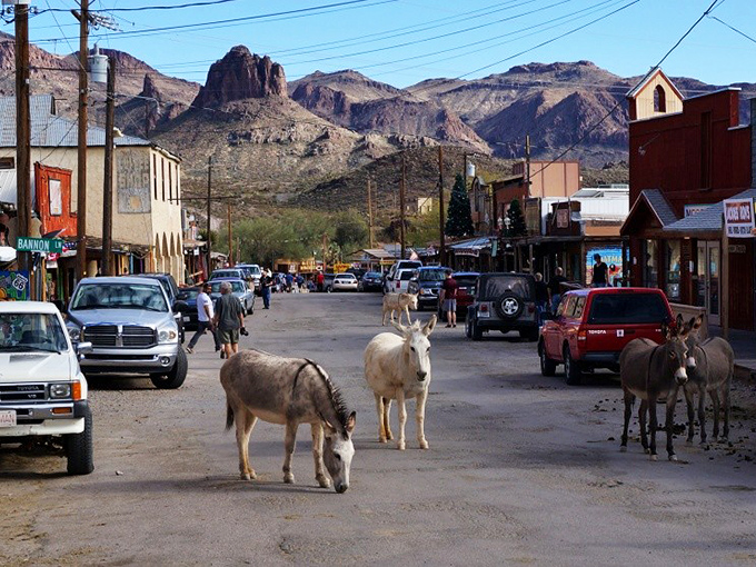 The town's four-legged traffic controllers take their job seriously, creating the West's most charming traffic jam.