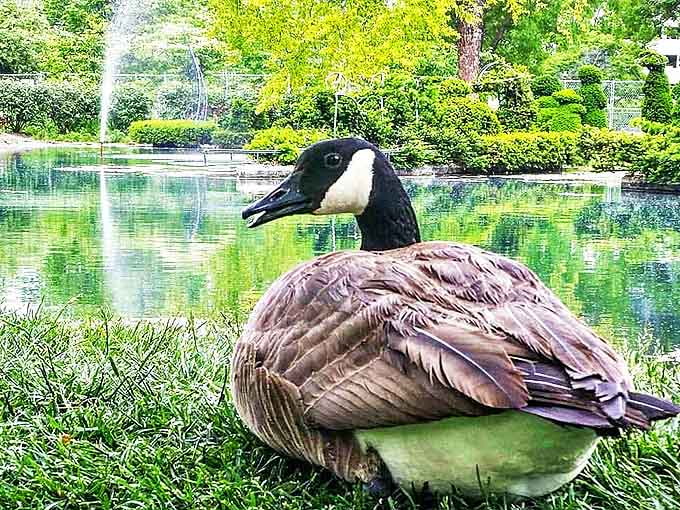 This contemplative waterfowl seems completely unfazed by its unusual topiary neighbors, adding natural life to the artistic scene.
