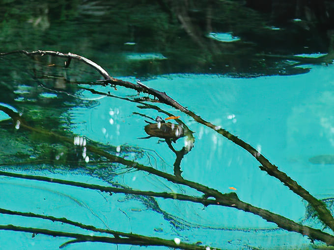 Nature's tiny acrobat performs a high-wire act on a submerged branch, showcasing the spring's ability to support life both above and below the water.