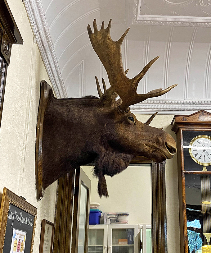 This magnificent moose watches over international affairs with a knowing expression &ndash; perhaps the only library security guard with jurisdiction in two countries.