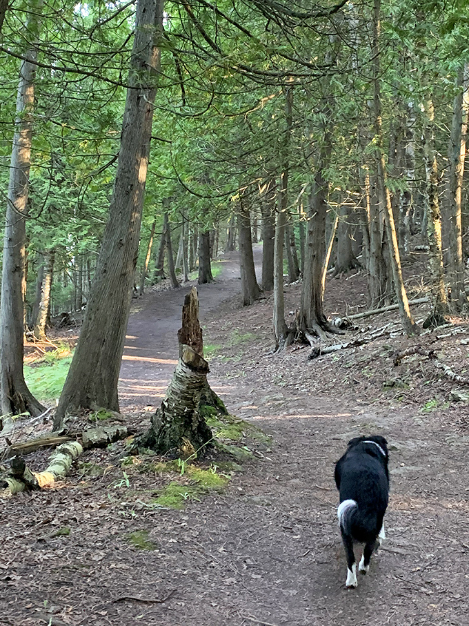 A dog trots happily down one of Fayette's many hiking trails, where visitors can explore the natural beauty surrounding this historic ghost town.