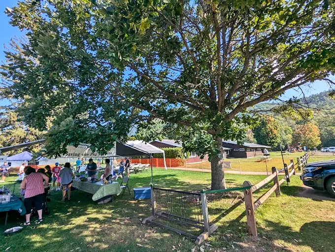 Local vendors and picnickers gather under shady trees, sharing food, stories, and the simple joy of community.