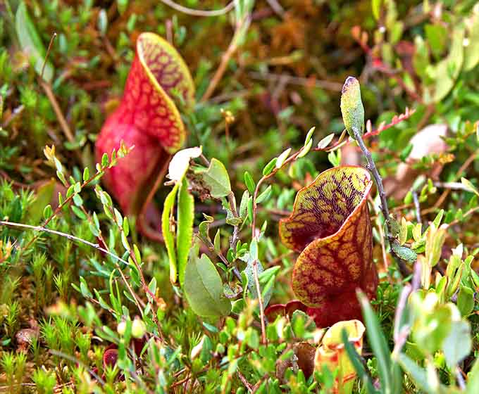 The pitcher plant's intricate design proves that evolution has a sense of humor and excellent problem-solving skills.