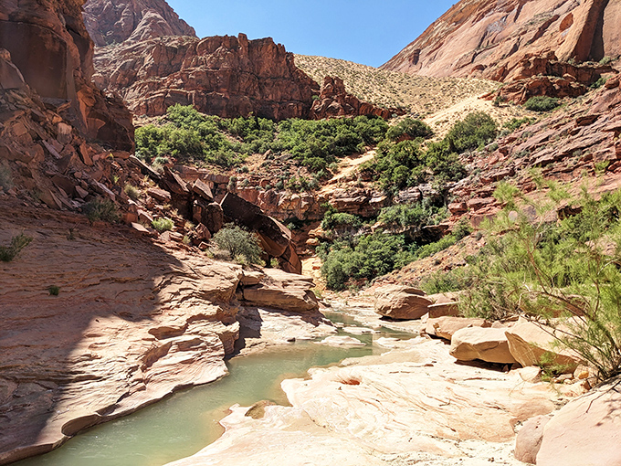 Desert flora finding life among the stones, resilience personified in every stubborn plant that refuses to surrender to the elements.