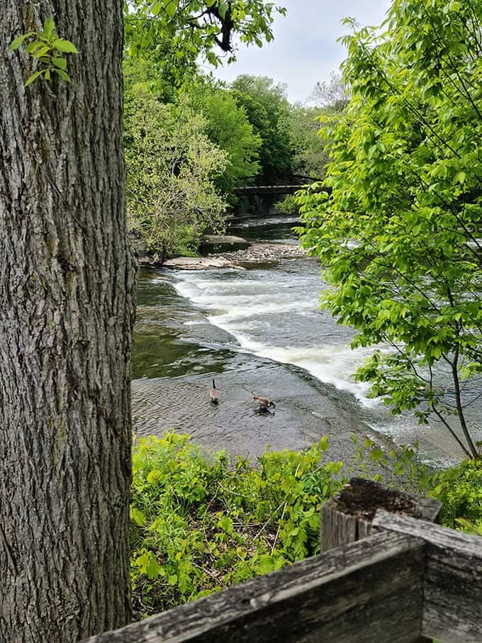 River Views: The Cuyahoga River flows peacefully through the valley, its waters reflecting trees and sky in nature's perfect mirror.