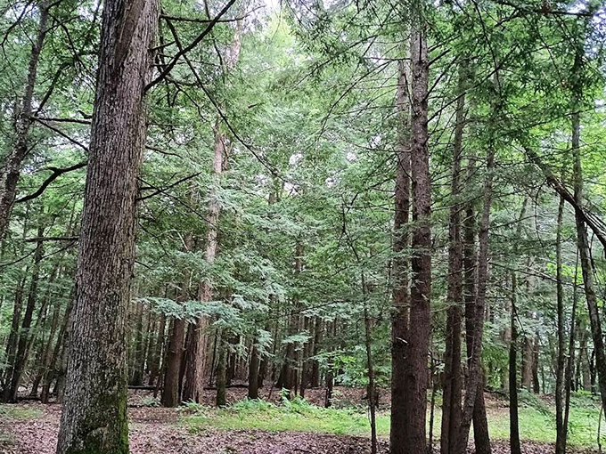 Cathedral of pines: Sunlight filters through ancient sentinels, creating nature's stained glass effect on the forest floor.