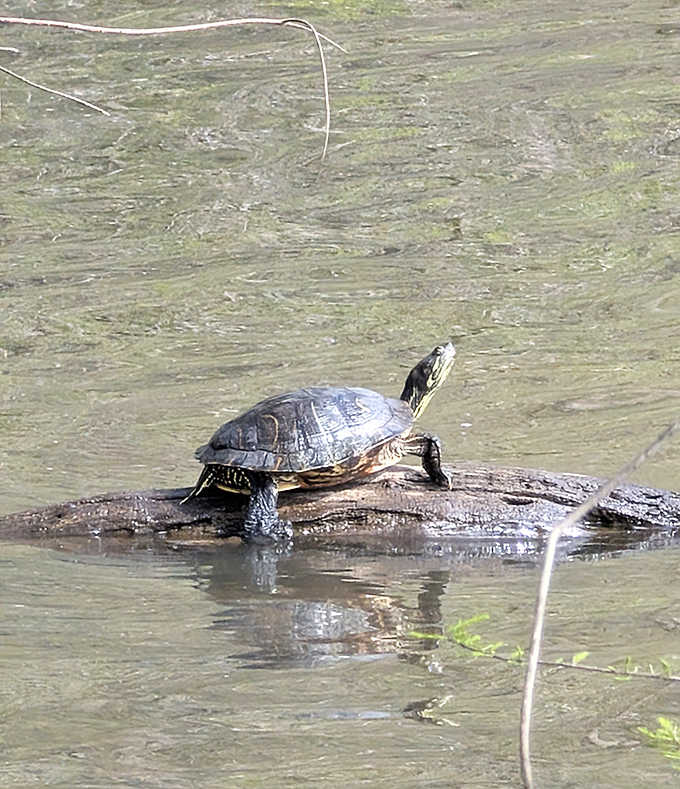 Sunbathing on prime lakefront real estate, this turtle has mastered the art of relaxation. We could all learn something from this zen master.