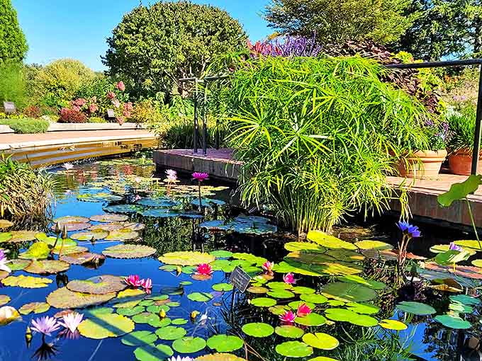 Water lilies create nature's most perfect color palette, floating like living paintings atop mirror-like waters that double their beauty.