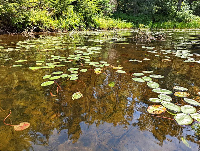 Water lilies create nature's perfect mosaic on the water's surface, where clear depths reveal an underwater world rarely seen in most lakes.