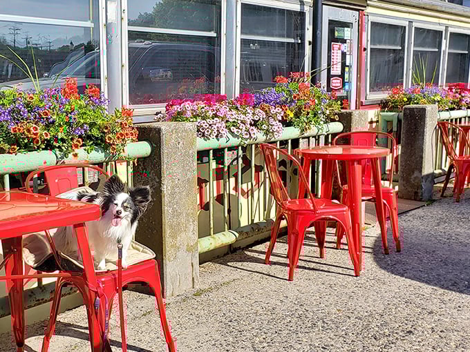 Outdoor seating with Maine charm: Red chairs and flower boxes create a welcoming spot to enjoy your haddock sandwich al fresco.