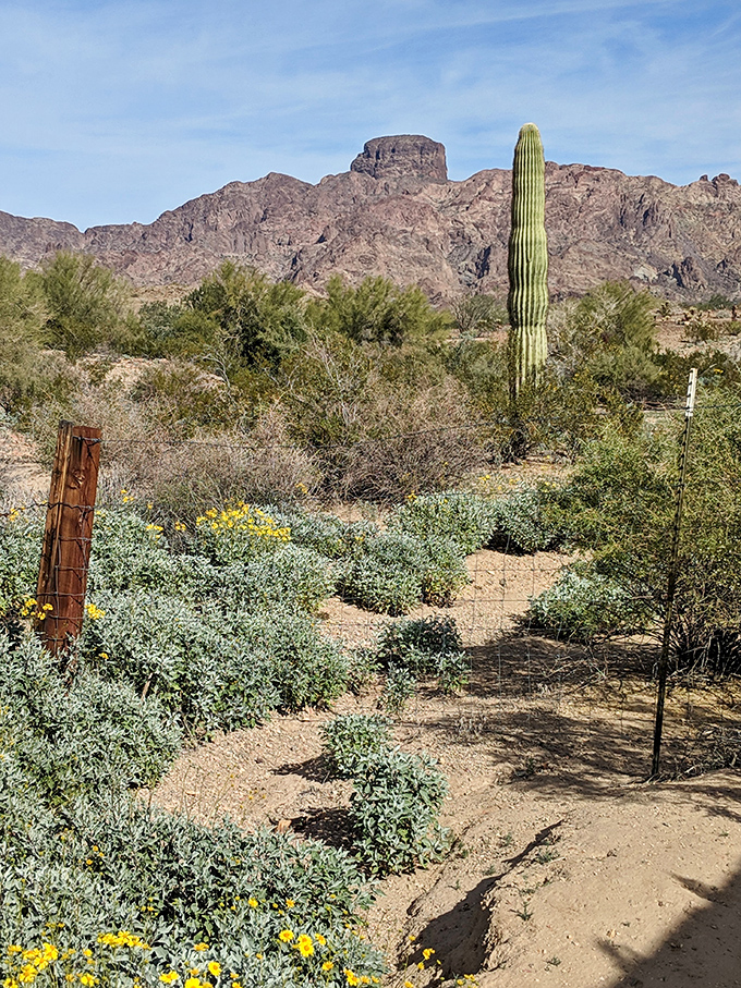 Desert wildflowers frame a perfect view of Castle Dome Peak, the fortress-like mountain that gave this remarkable ghost town its name.