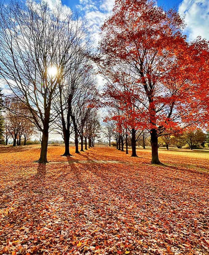 Autumn's grand finale turns this tree-lined path into a golden carpet, where every step sounds like applause for nature's performance.