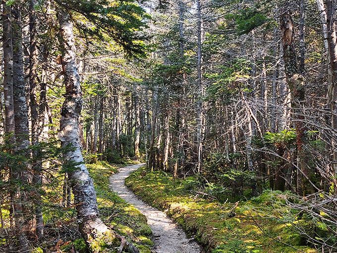 The trail winds through dappled sunlight like nature's secret passage, inviting hikers to discover what waits around each bend.