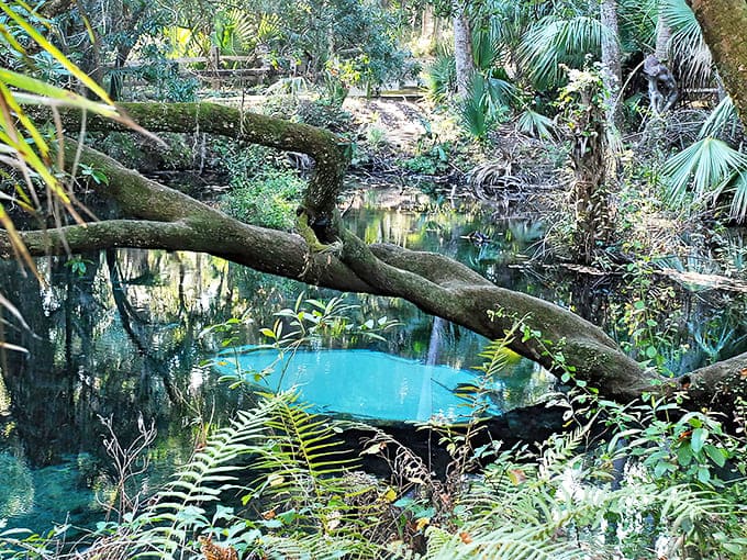Nature's perfect frame: Gnarled tree trunks and hanging moss create living picture frames for the spring's brilliant blue waters.
