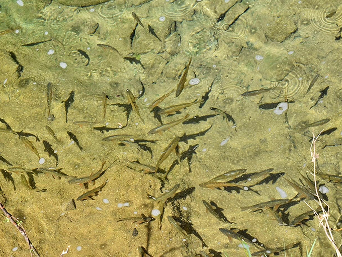 Life finds a way: Native fish thrive in these protected waters, their populations rebounding since Fossil Creek received federal protection.