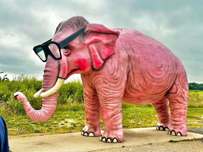 Spectacle in spectacles! This rosy pachyderm proves that even elephants need a good optometrist. Who knew Wisconsin had such colorful wildlife?