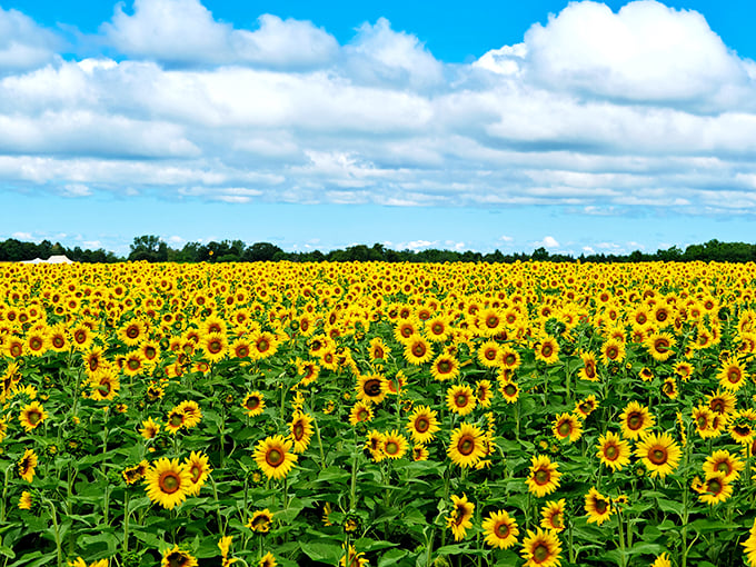 Sunflower sea stretches to the horizon. Nature's own mood-lifter, no prescription required!