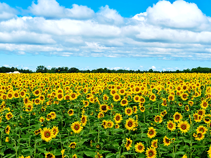 Sunflower sea stretches to the horizon. Nature's own mood-lifter, no prescription required!