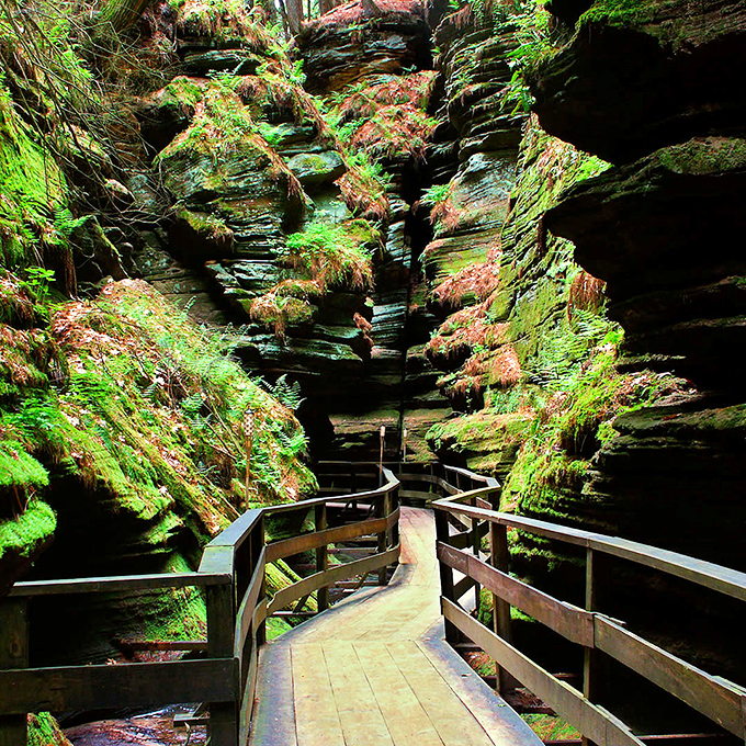 Nature's own fun house! Winding boardwalks lead through a moss-draped canyon, where every turn feels like stepping into a fairy tale.