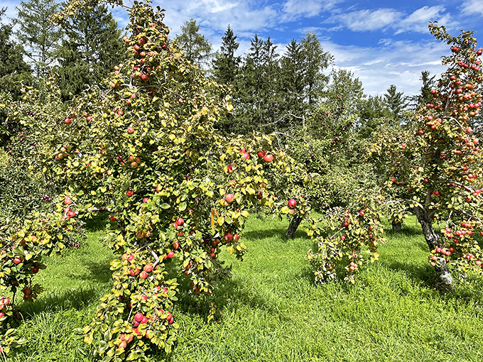 Nature's orchard cathedral: sunlight filters through leaves creating a stained-glass effect above trees heavy with ripening fruit.