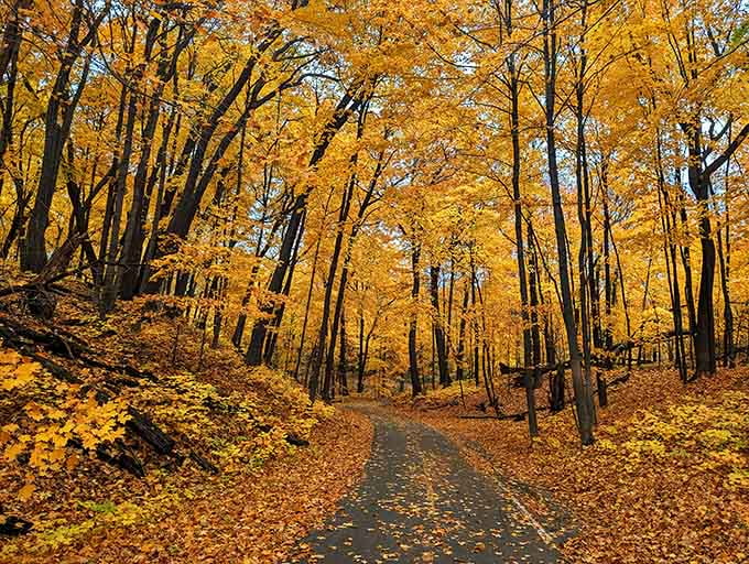 Fall turns the trees into flames that won't burn you, just warm your soul with colors that make you believe in magic.