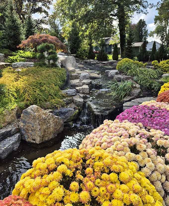 These vibrant chrysanthemums explode with color like nature's own fireworks display, proving fall doesn't have to mean everything turns brown and boring.