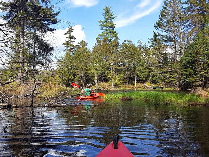 Red kayaks glide through reflective waters, navigating between grassy shores where wildlife watches from the shadows of towering pines.
