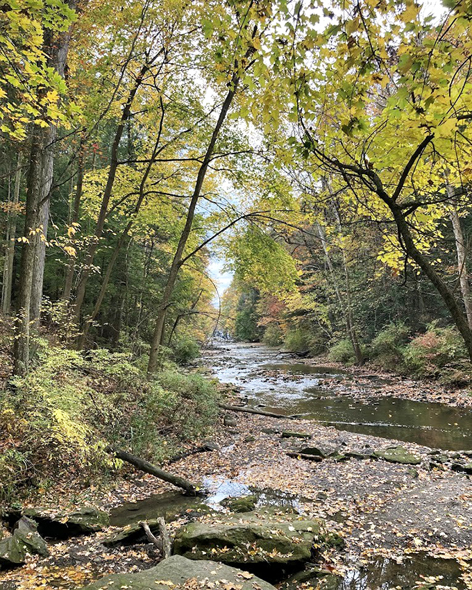 Autumn paints Mill Creek's waterways with golden light, where fallen leaves create nature's confetti along the banks.
