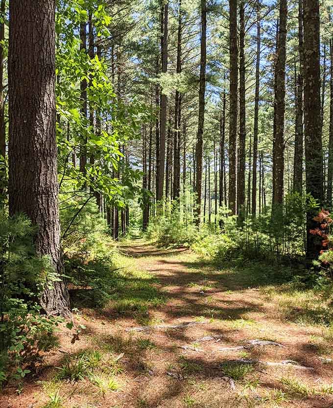 Forest trails beckon like nature's own red carpet, minus the paparazzi and uncomfortable shoes.