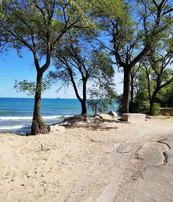 These trees have been providing shade for beach-goers longer than most of us have been alive, standing guard like nature's own umbrella service.