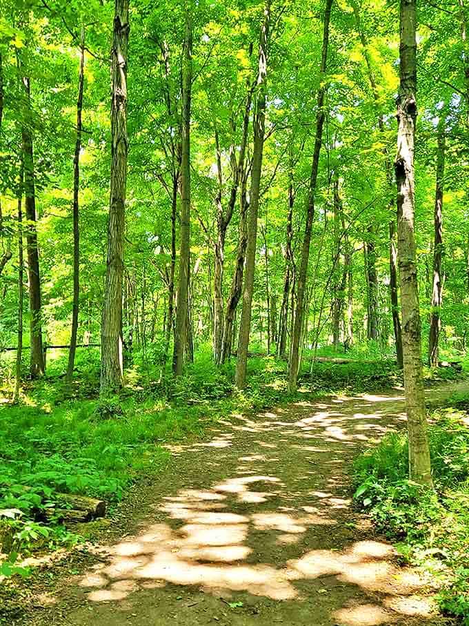 Sunlight plays hide-and-seek on this tranquil trail, where each step might lead to a troll encounter or wildlife surprise.