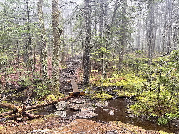 This enchanted forest trail looks straight out of a fairy tale &ndash; half expect woodland creatures to offer directions and life advice.