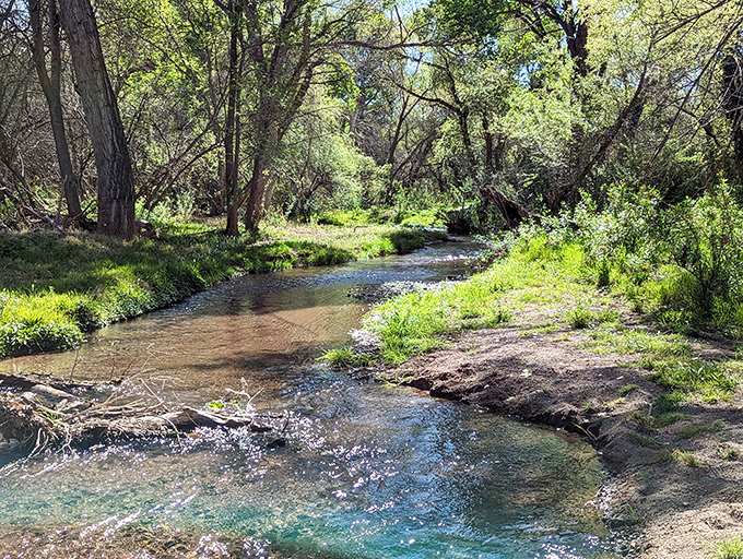 Crystal-clear waters of Sonoita Creek meander through a verdant corridor, nature's air conditioning in the Arizona heat.